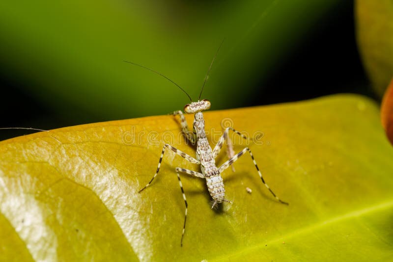 Tree Mantis (Liturgusa Annulipes), Costa Rica Stock Photo - Image of ...