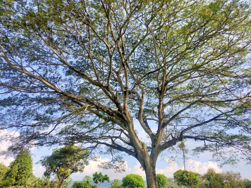 A Tree with Many Beautiful Branches Stock Image - Image of tree, noon ...