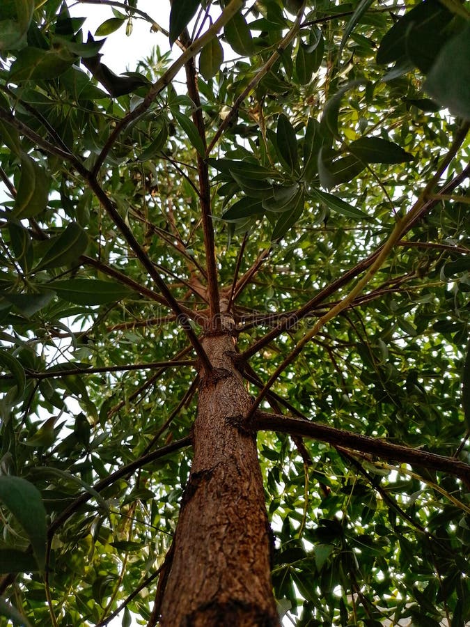 A tree with many branches stock image. Image of leaves - 172638311