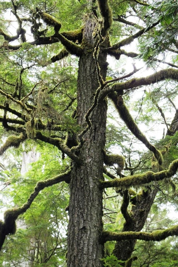 Tree of Many Branches on the Ancient Cedars Loop of the Wild Pacific ...