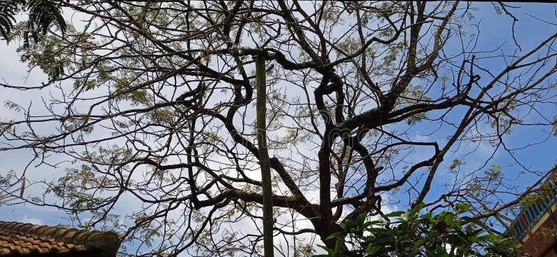 A Tree with Many Branches with Few New Leaves Stock Image - Image of ...