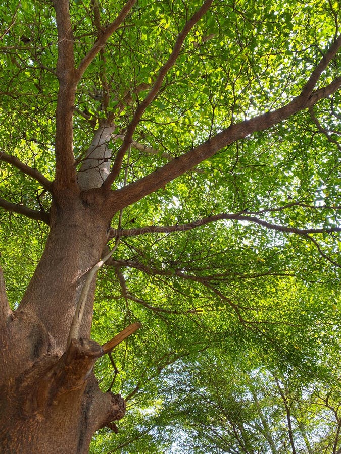 A Tree with Many Branches and Green Leaves Stock Photo - Image of ...