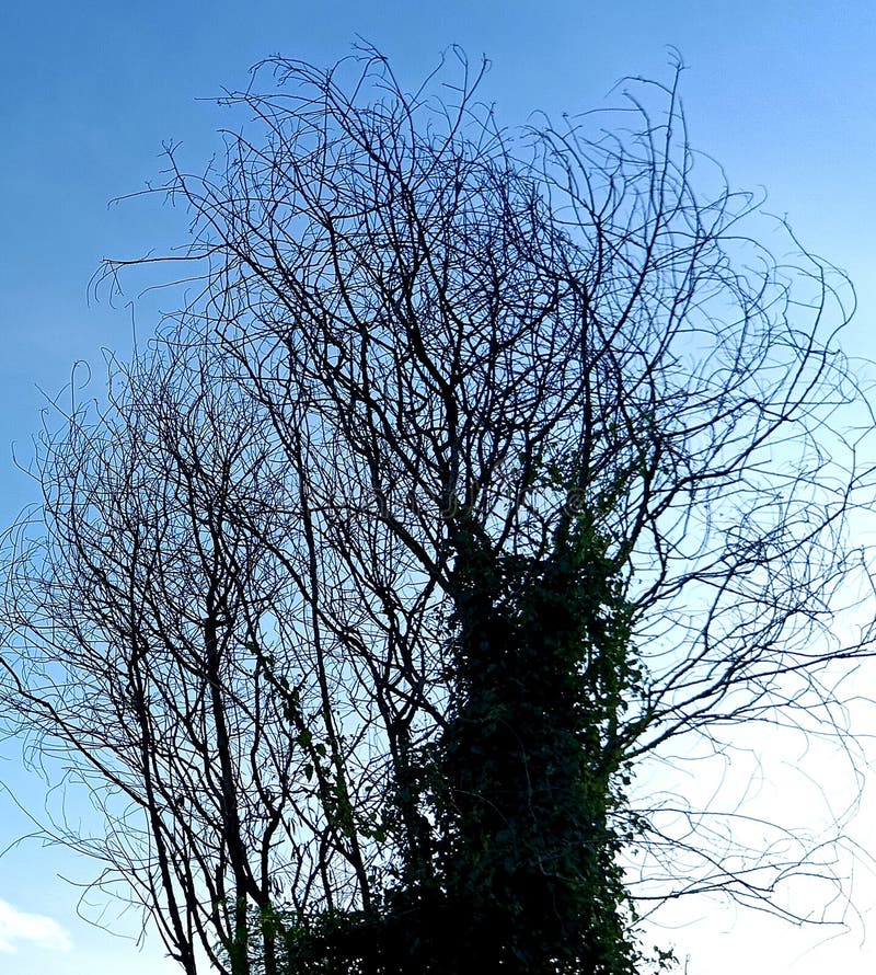 A Tree with Many Branches without Leaves with a Beautiful Blue Sky in ...
