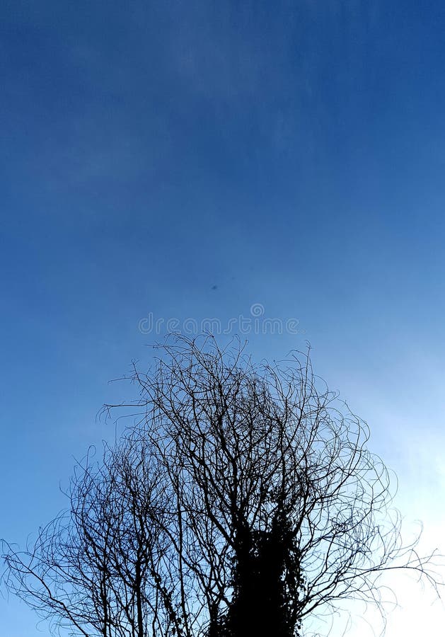 A Tree with Many Branches without Leaves with a Beautiful Blue Sky in ...