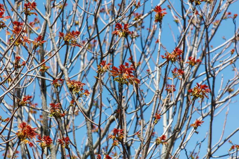 A Tree with Many Branches and Leaves is in Full Bloom Stock Image ...