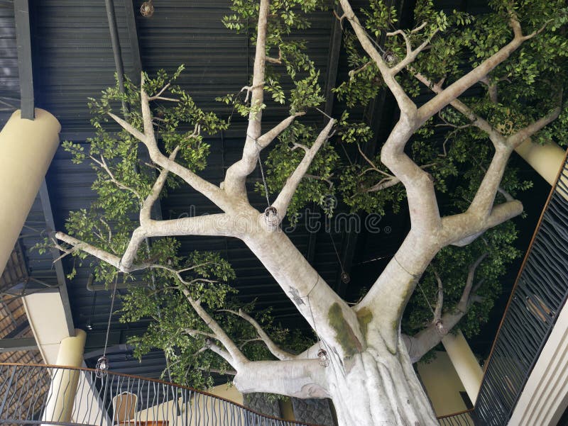 A Tree with Many Branches and Leaves Stock Image - Image of material ...