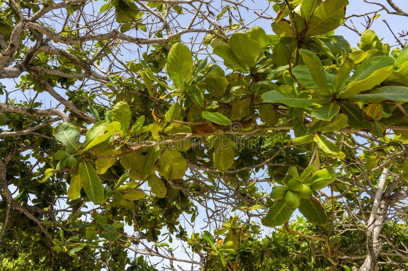 Tree with Many Branches and Leaves Stock Photo - Image of environment ...