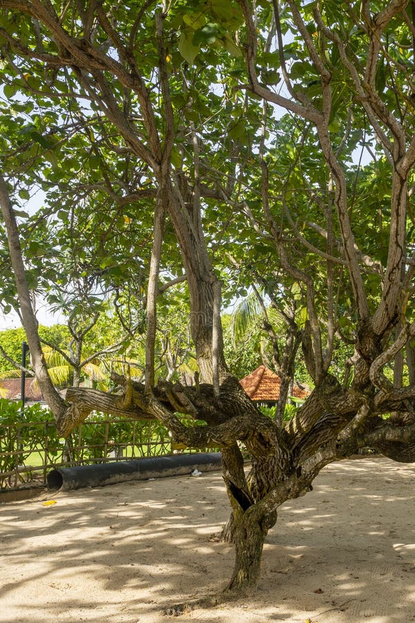 Tree with Many Branches and Leaves Stock Photo - Image of shadow ...