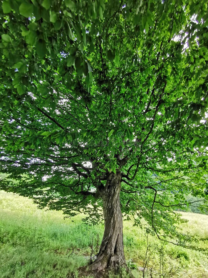 A tree with many branches stock image. Image of blossom - 190221875