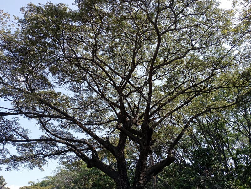 A Tree with Many Branching Branches Stock Photo - Image of deciduous ...