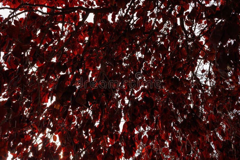 Tree with Many Bright Red Leaves during Daytime Stock Image - Image of ...