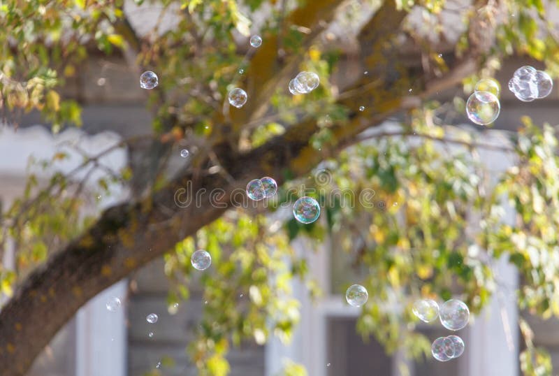 151 Tree Bubbles Falling Stock Photos - Free & Royalty-Free Stock ...