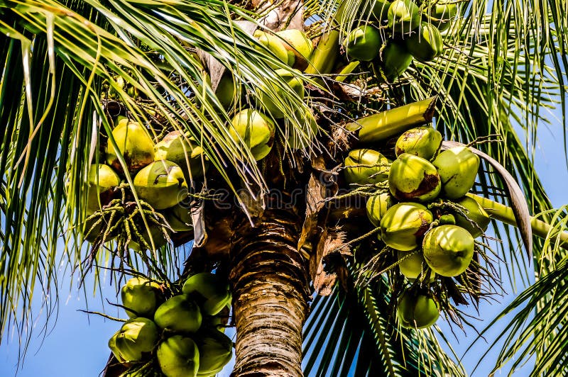 A Tree with Many Coconuts on it Stock Photo - Image of tree, healthy ...