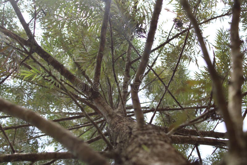 3,264 Branches Cross Photos - Free & Royalty-Free Stock Photos from ...