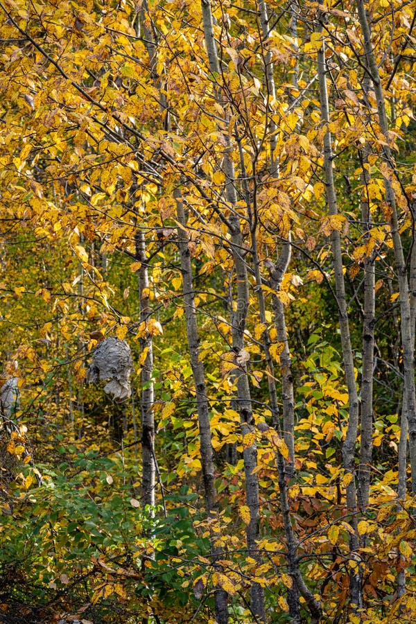 A Tree with Many Leaves is in the Foreground Stock Photo - Image of ...