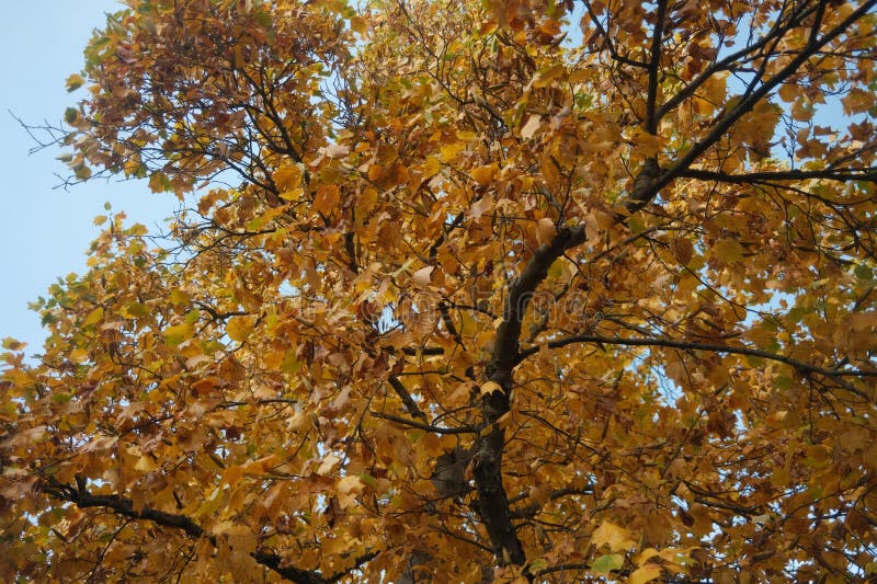 A Tree with Many Leaves is in the Foreground Stock Photo - Image of ...