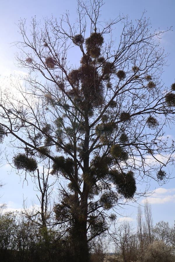 Tree Many Mistletoes Stock Photos - Free & Royalty-Free Stock Photos ...