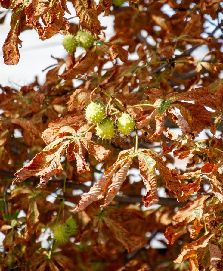 A Tree with Many Nuts on it Stock Image - Image of tree, yellow: 342137217
