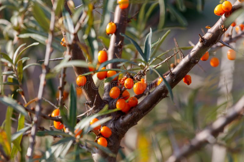 A Tree with Many Orange Berries on it Stock Image - Image of fresh ...