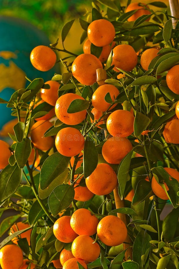 Oranges on a tree stock image. Image of delicious, closeup - 26495087
