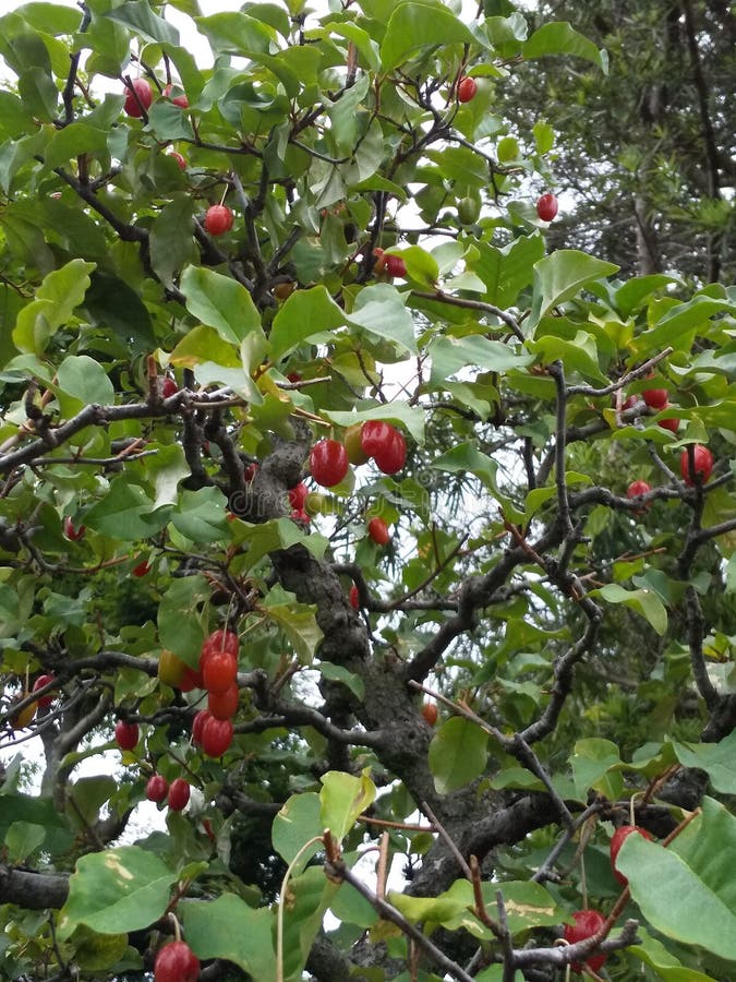 Tree with Many Red Fruits Forest Stock Photo - Image of fruits, tree ...