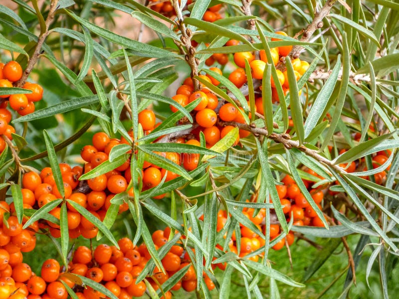 A Tree with Many Red Sea Buckthorn Berries on it Stock Photo - Image of ...