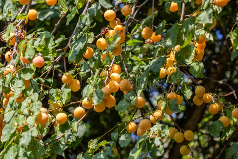 Mirabelles on the tree stock image. Image of trial, romanticism - 128747005