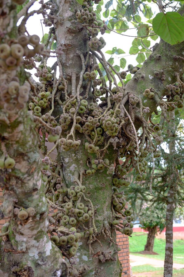 A Tree with Many Roots Extending Out from Its Base and Trunk Area Stock ...