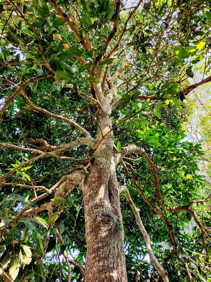 A Tree with Many Shady Branches Filled with Dense Green Leaves Stock ...