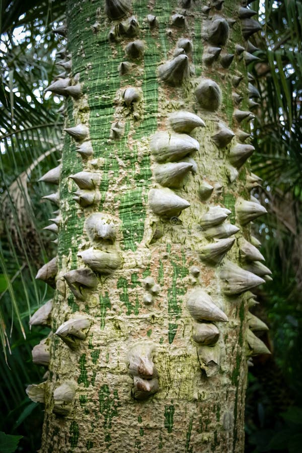 A Tree with Many Spikes on it Stock Image - Image of environment ...