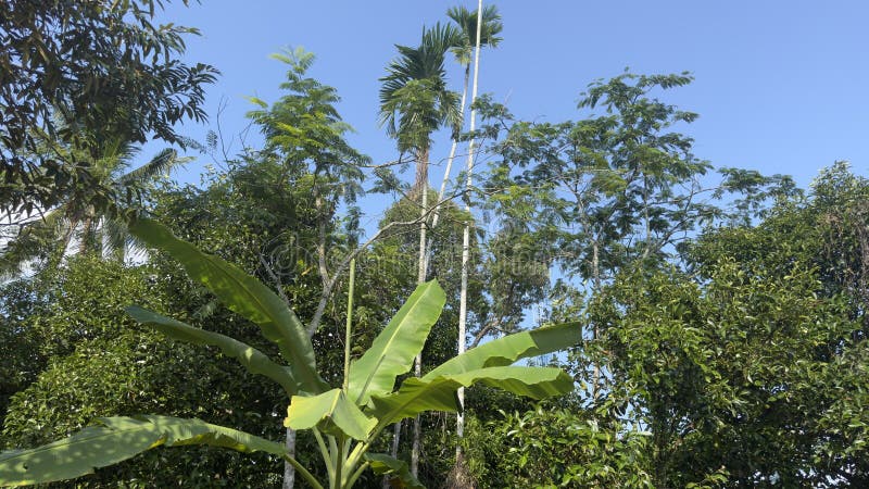 Tree stock photo. Image of produce, leaf, fresh, flower - 365264420