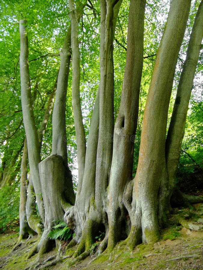 Many trunks of trees stock image. Image of sawmill, lumberjack - 189008165