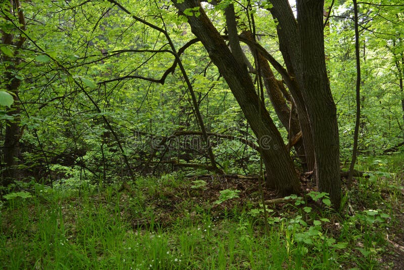 Tree with Many Trunks Grows in Green Forest Stock Image - Image of herb ...