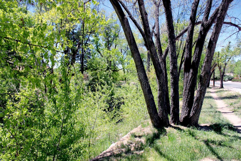 Tree with Many Trunks stock image. Image of nature, ground - 71524451