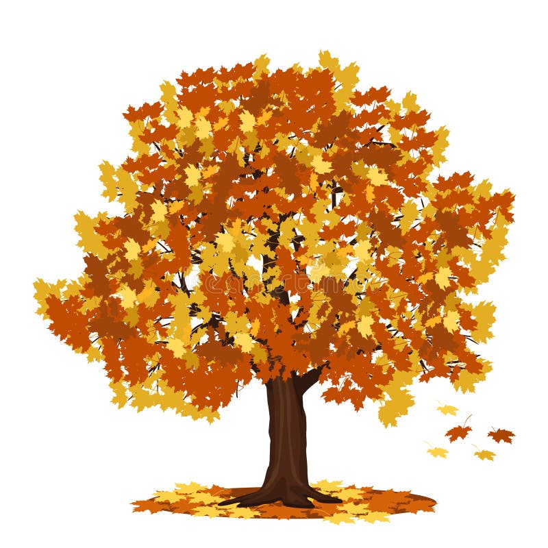 Tree Maple with Red and Yellow Leaves Stock Vector - Illustration of ...