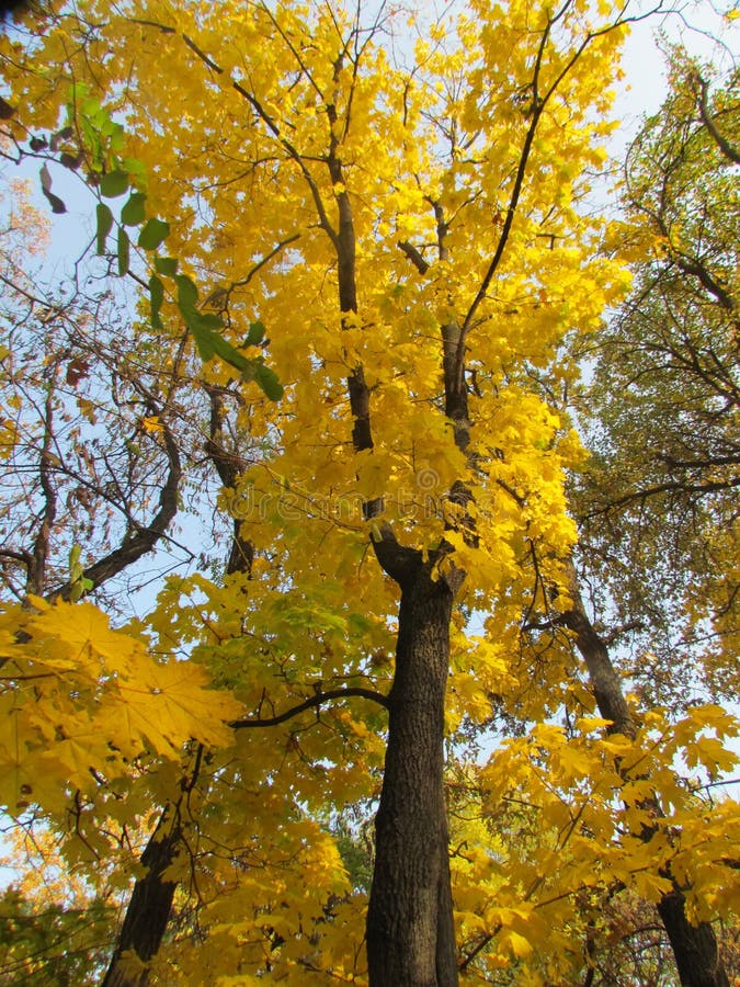 A tree of mapple stock image. Image of nature, enviromment - 102173525