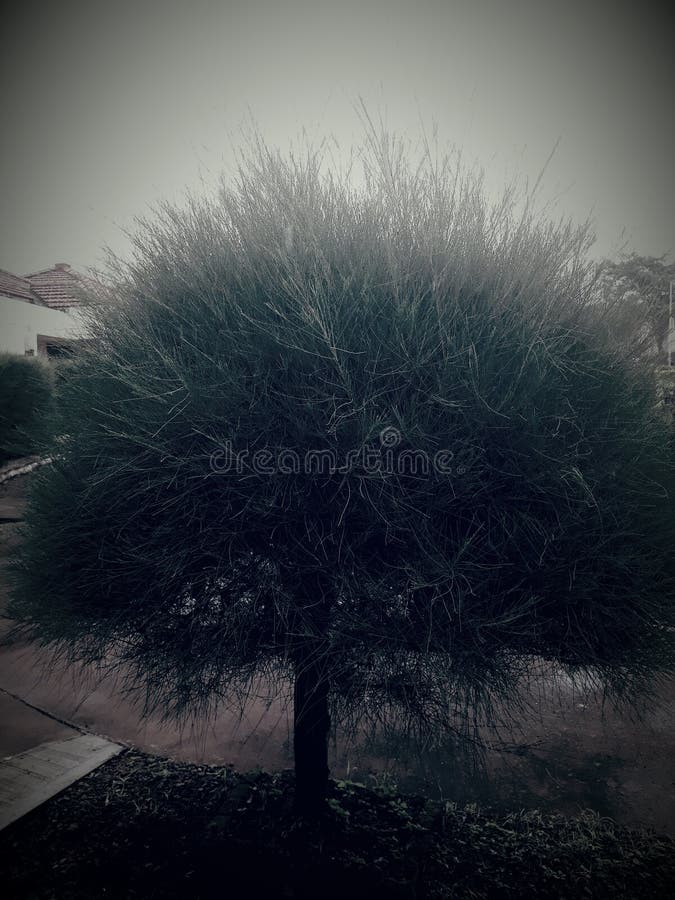 208 Suru Stock Photos - Free & Royalty-Free Stock Photos from Dreamstime