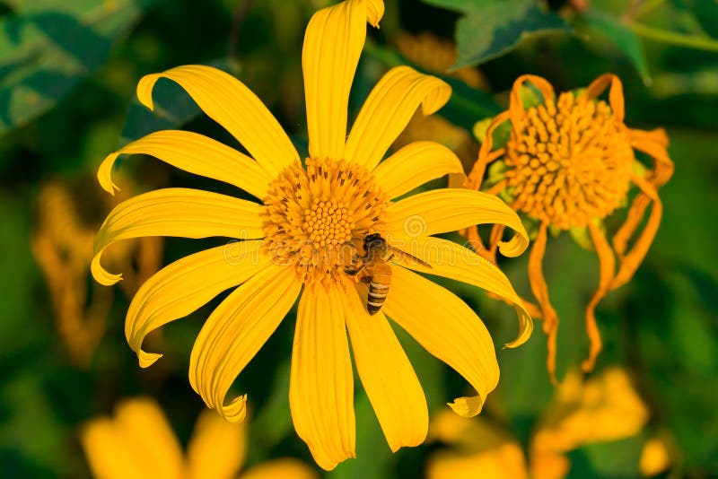 Tree marigold flower. stock image. Image of floral, flowerbed - 109022067