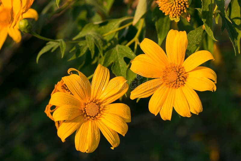 Tree marigold flower. stock image. Image of design, landscaped - 109023271
