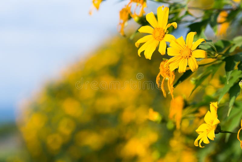 Tree marigold flower. stock photo. Image of natural - 109023870