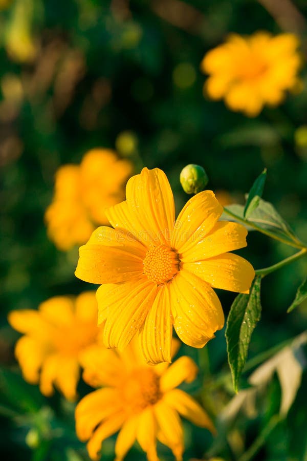 Tree marigold flower. stock photo. Image of flora, colorful - 109276674