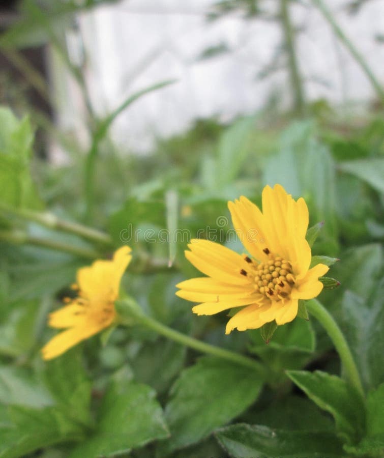 Tree marigold stock image. Image of wild, nature, marigold - 209468831