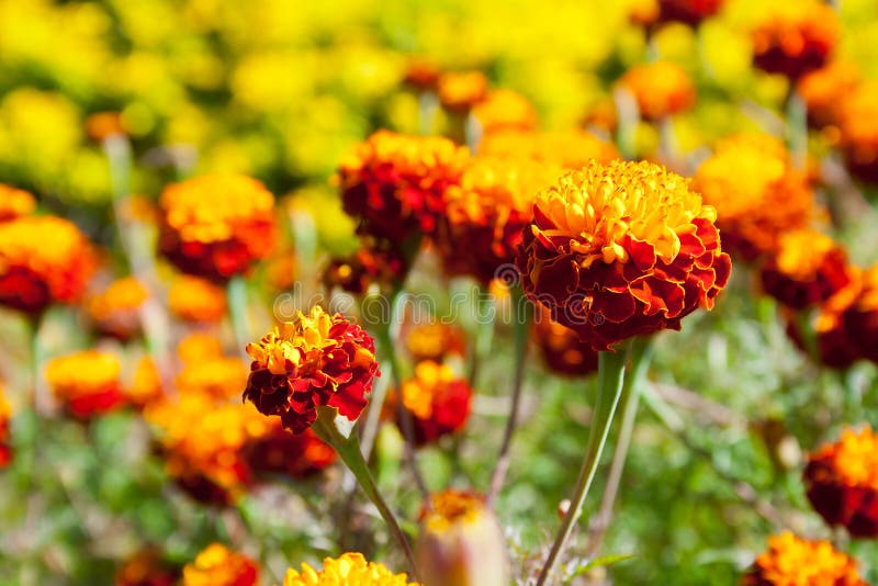 The tree marigold flowers stock photo. Image of flora - 23170408