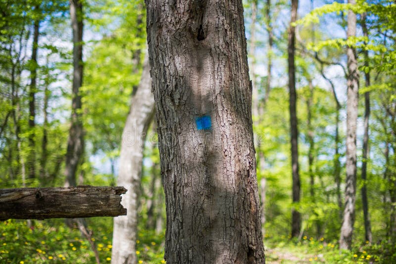 The Tree Marked with a Blue Square Stock Photo - Image of notice ...