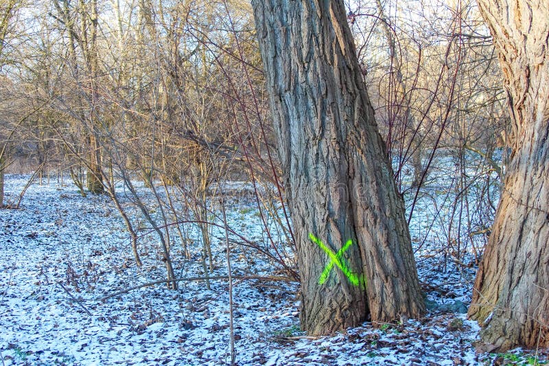 Tree Marked with Bright Green X in Snowy Forest during Winter Stock ...