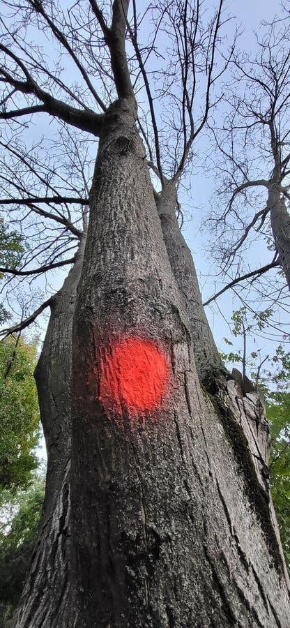 Tree Marked To Be Cut Down in the Near Future Stock Photo - Image of ...
