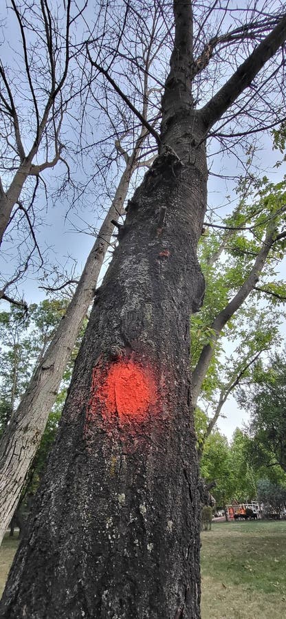 Nearticulat Stock Photos - Free & Royalty-Free Stock Photos from Dreamstime