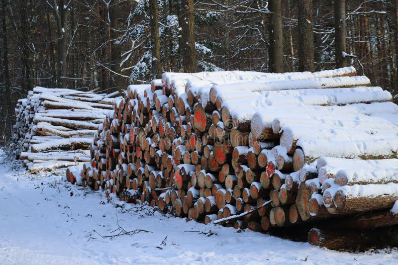 Tree marking in Winter stock photo. Image of tracks - 305262256