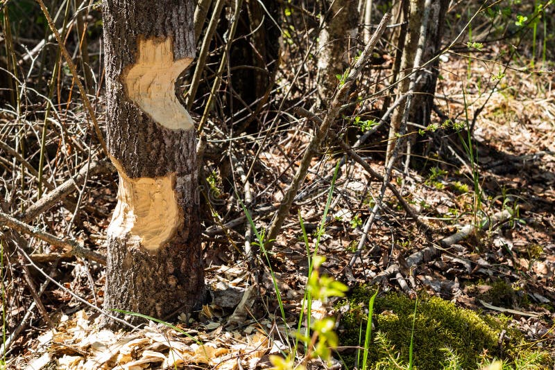 Tree with the Marks of Beaver Teeth Stock Image - Image of woodland ...