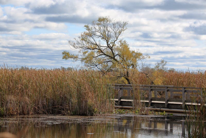 Tree in the Marsh stock image. Image of louisiana, wetlands - 70901385